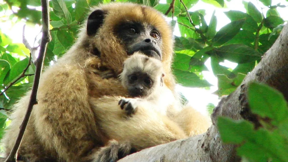 Biodiversidad, Se Rescataron 1.402 Animales Silvestres y Se Liberaron ...